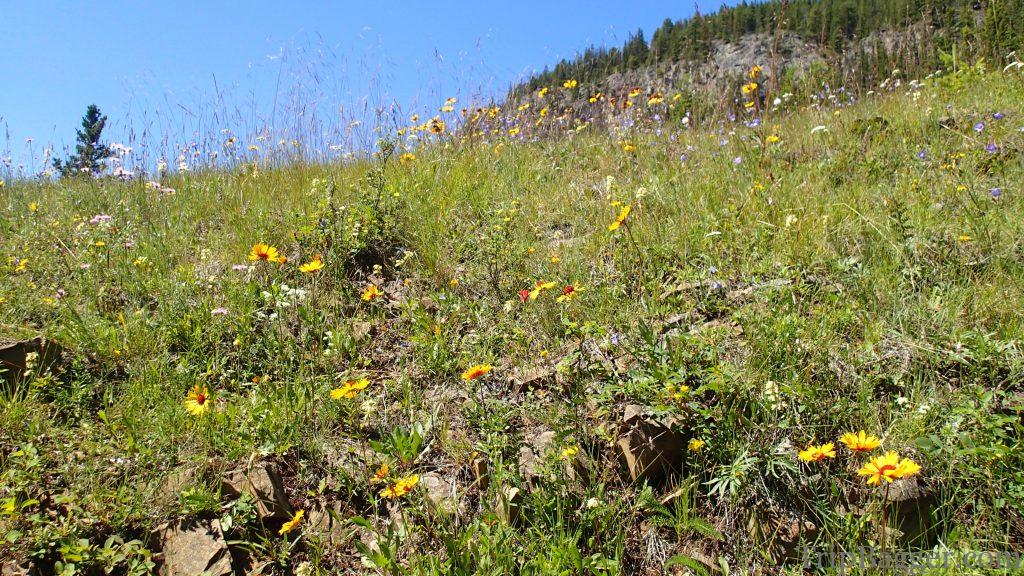 Shawn Bags the Edith & Cory Pass Loop Trail- Banff National Park – Trip ...
